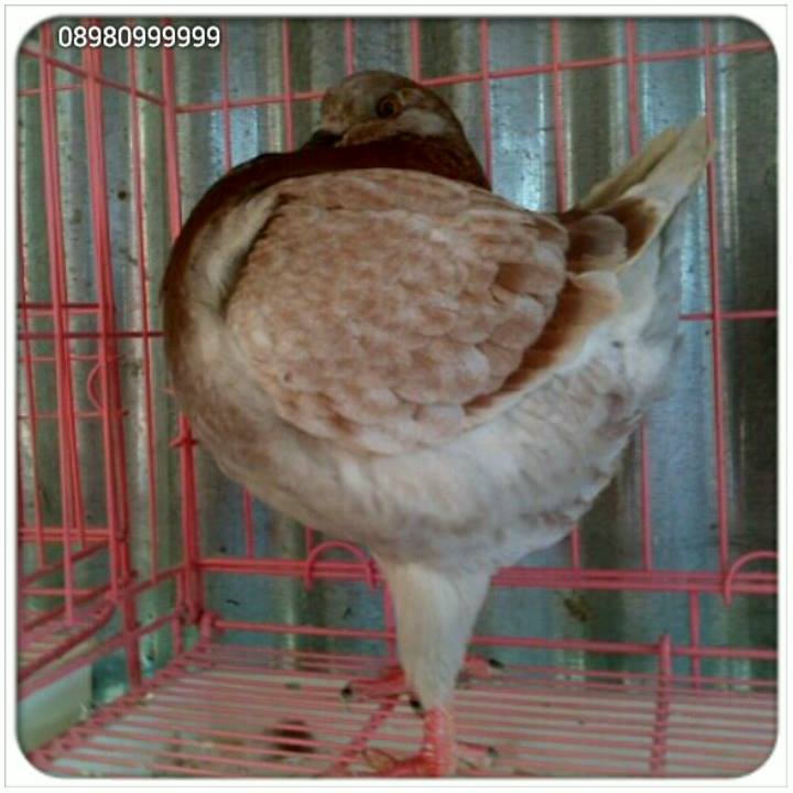 Membedakan Merpati Show King, King U / King Super