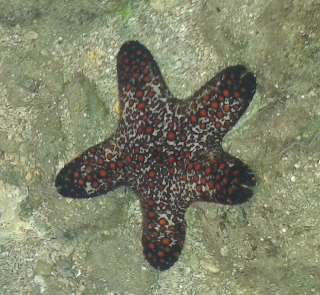 Oriental Mindoro Life and Leisure: Side Trip to Marinduque Island