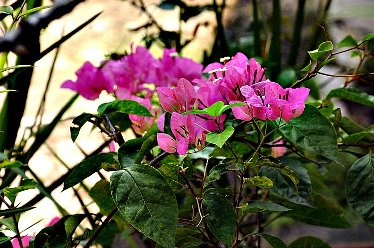 LEBIH BAIK JADI BEKAS ORANG JAHAT DARI BEKAS ORANG BAIK: MUSIM BUNGA ...