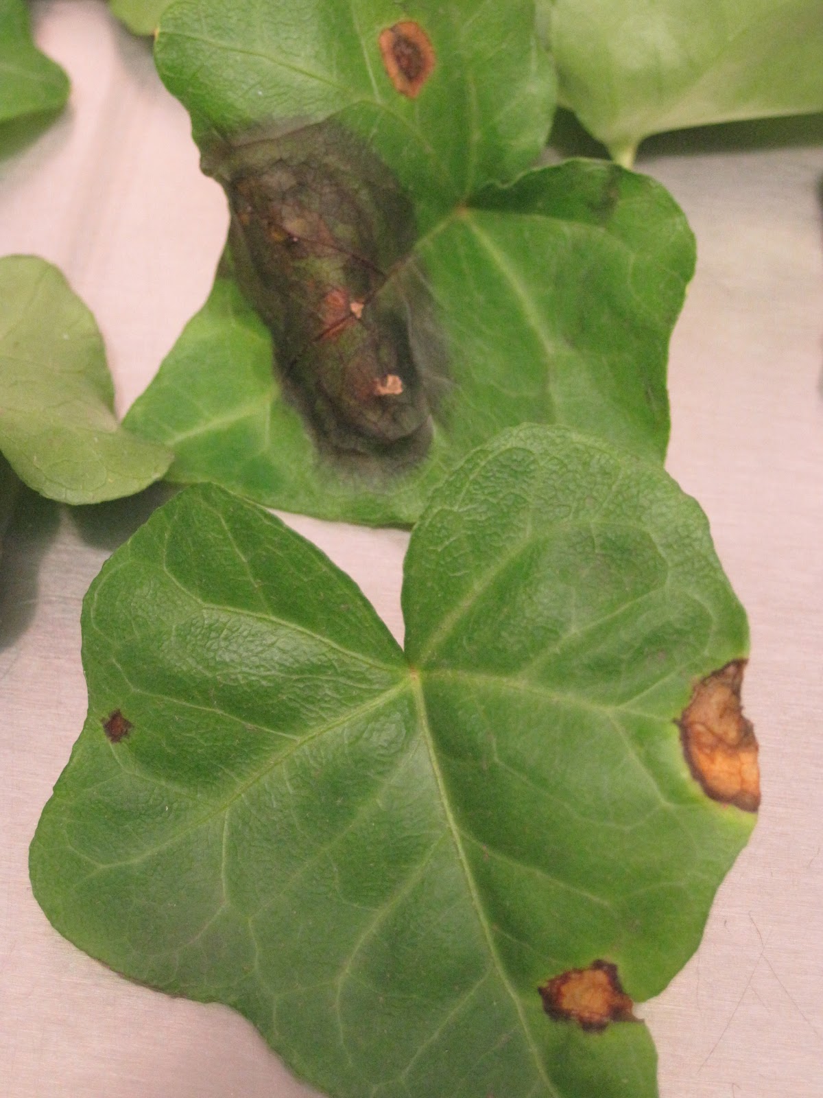 NCSU PDIC: Bacterial Leaf Spot on English Ivy