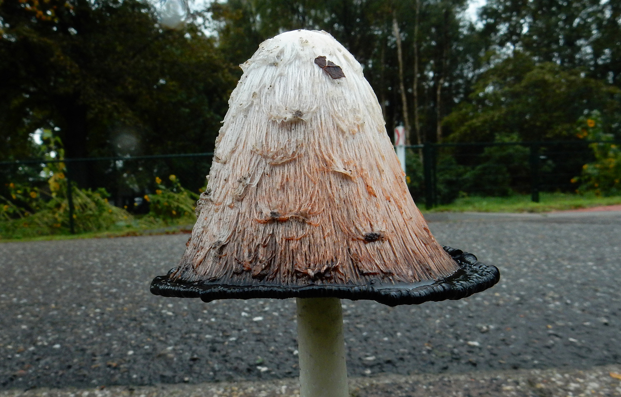 Jozef van der Heijden - Natuurfotografie: Geschubde inktzwam in de ...