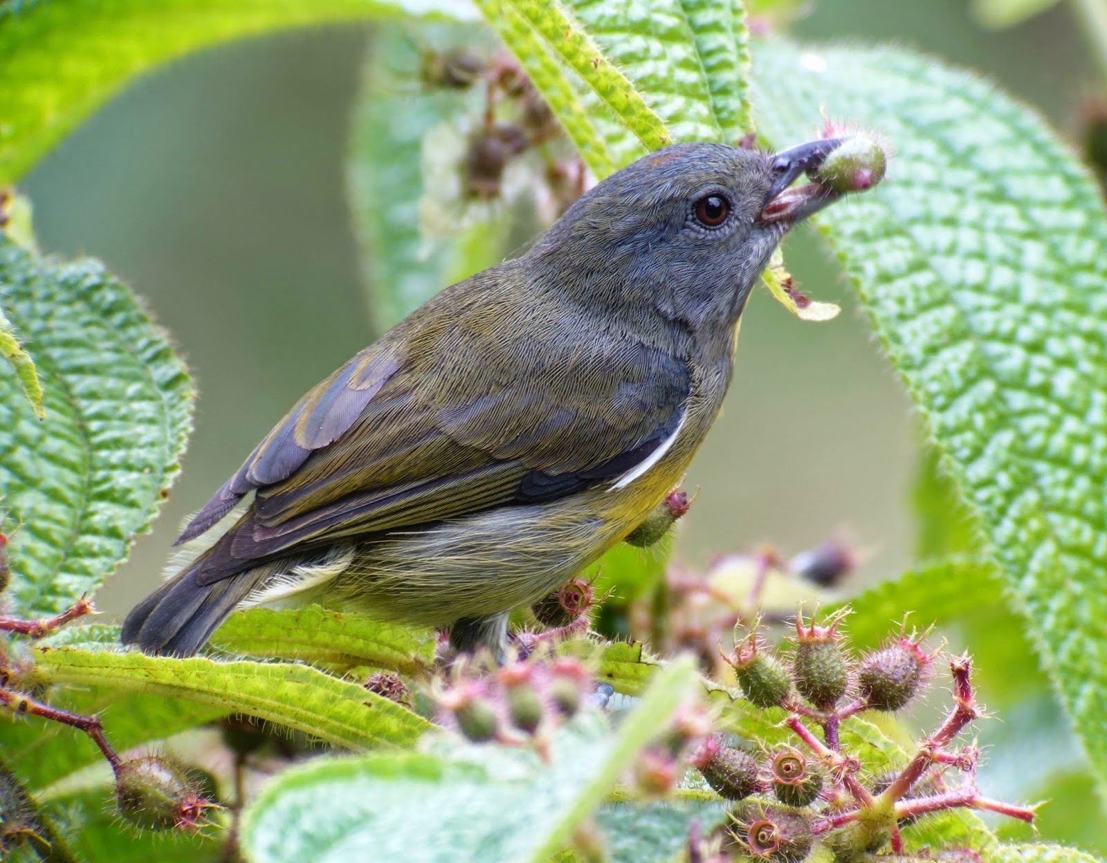 Denis Degullacion | Birding | Digiscoping | Photography |: 2015