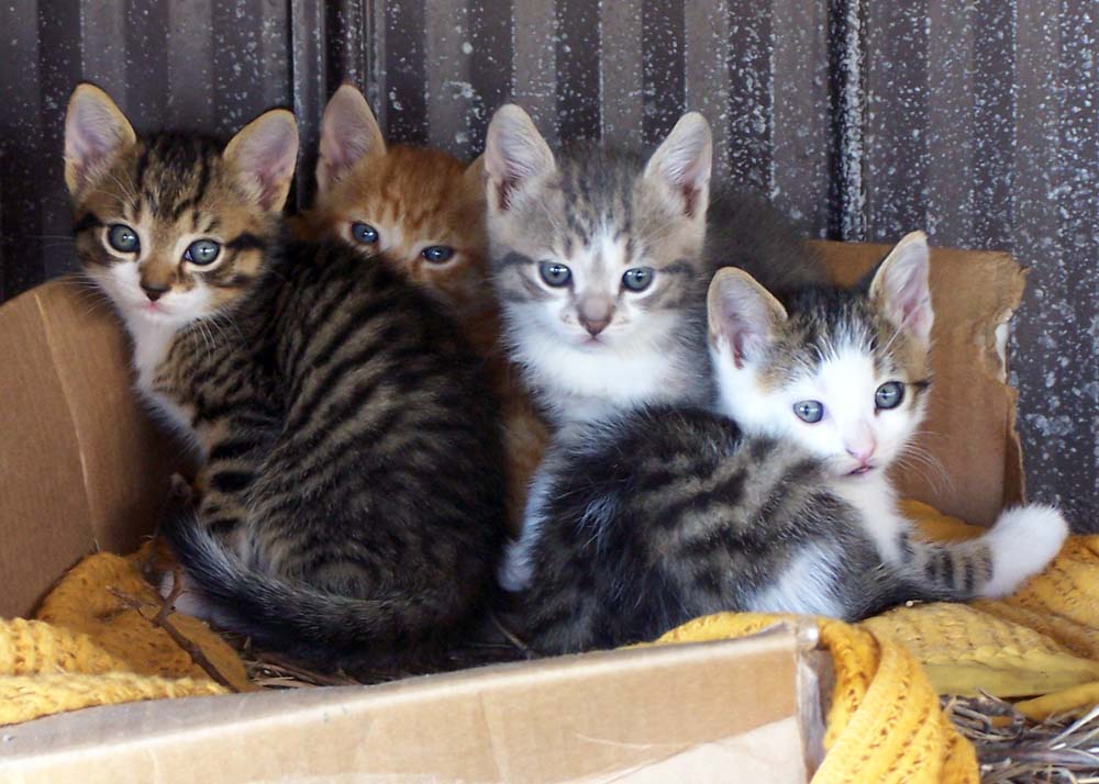 Toronto Grand Prix Tourist - A Toronto Blog: Cute wild kittens - A ...