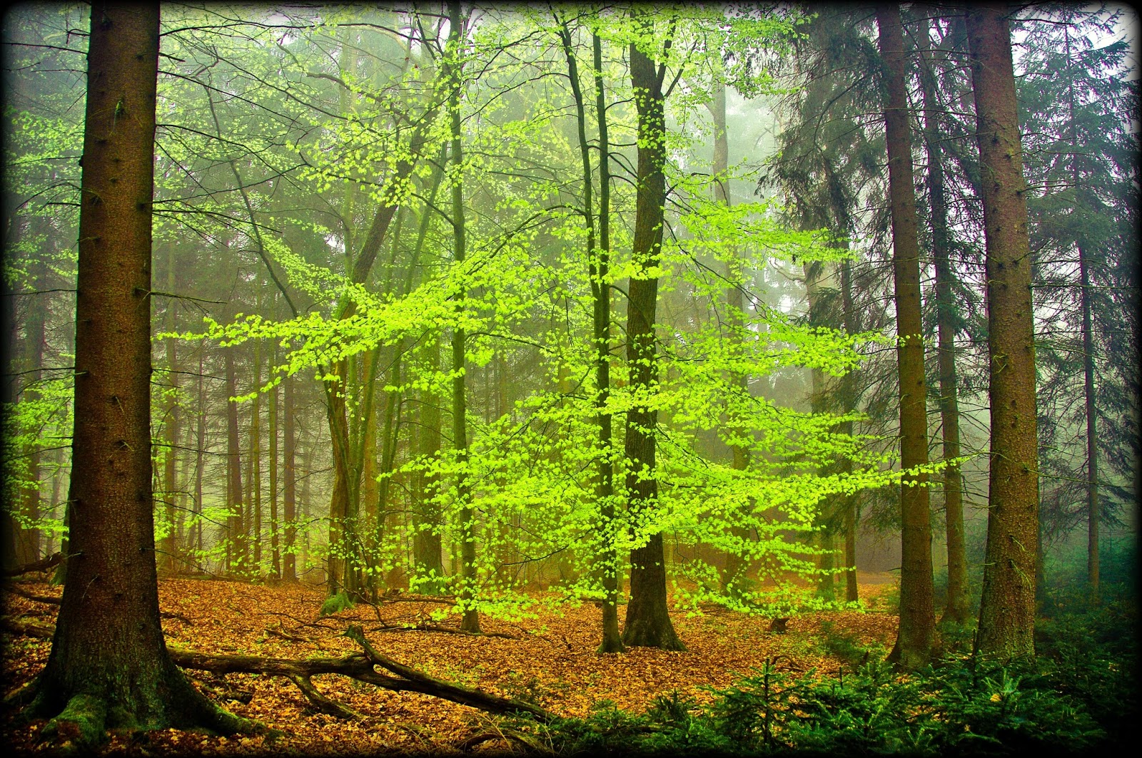 Banco de Imágenes Gratis: 24 fotografías de paisajes naturales del ...