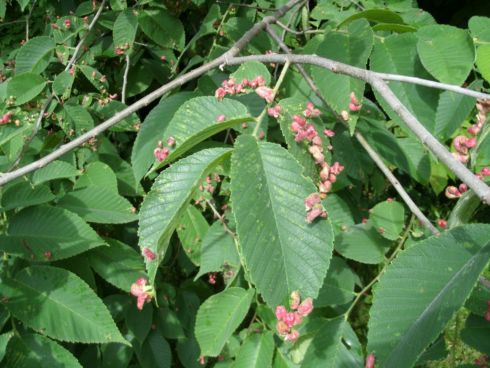 Lafayette Reporter: Galls on elm leaves