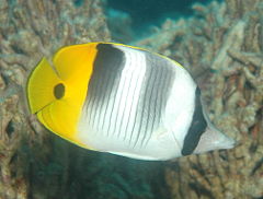 D' Ocean Aquarium: Ikan Kepe kepe (Butterfly Fish)