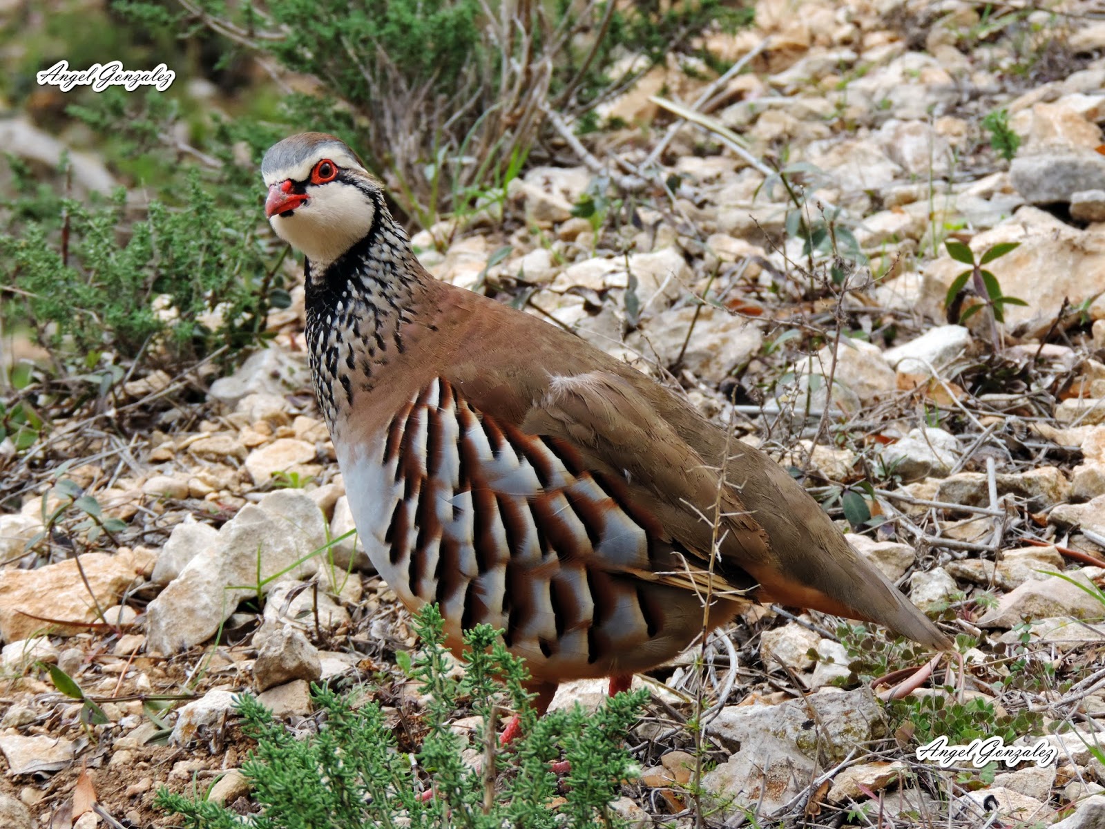 Abriendo Caminos: Perdiz