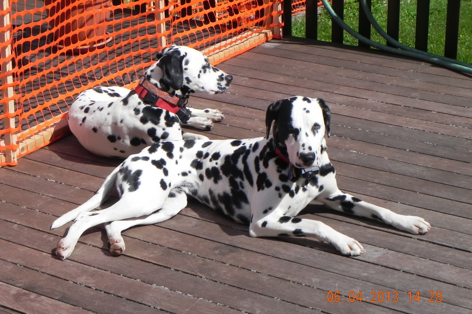 Lil Leggy's Randomness