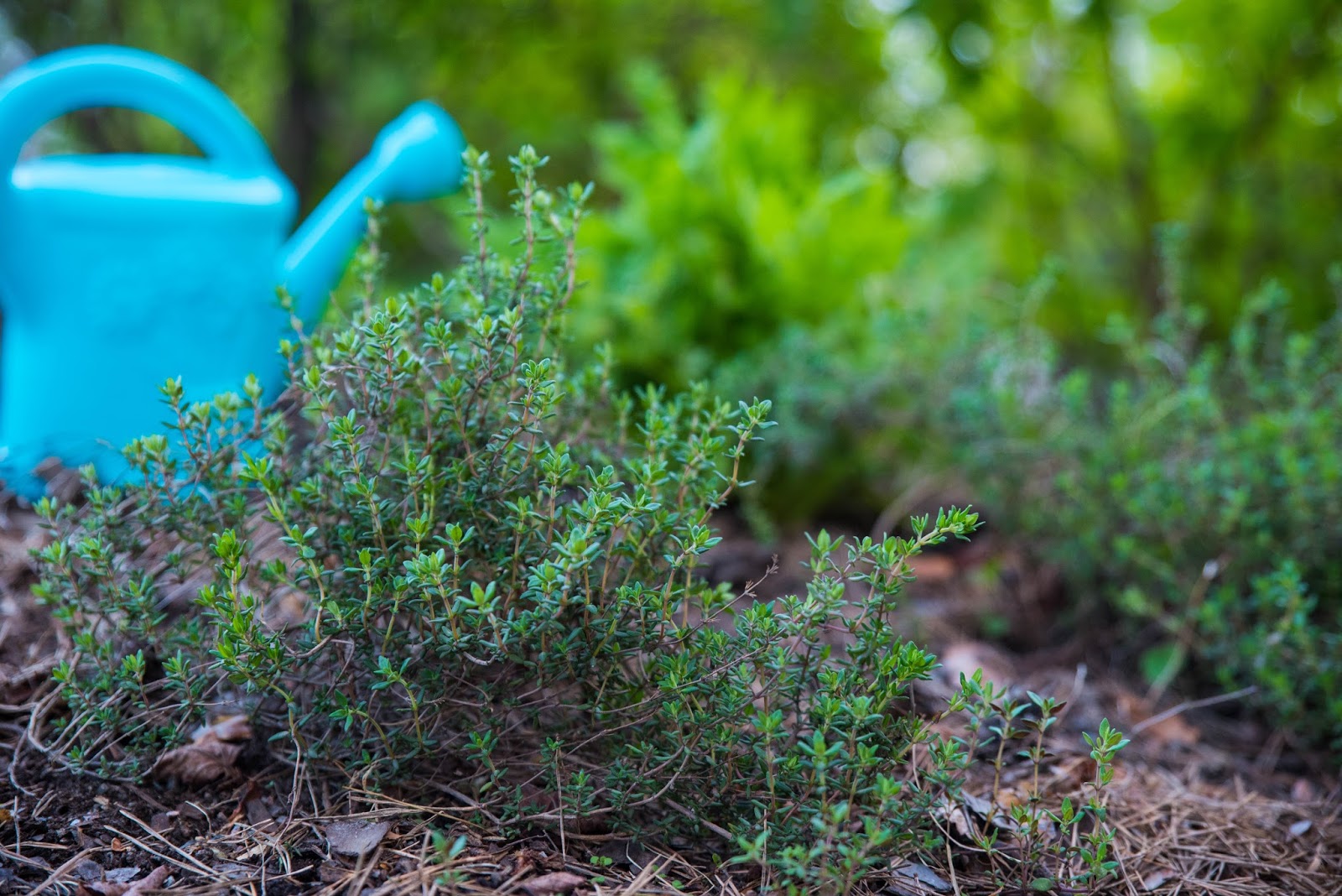 Farbror Grön: Odla egna kryddor - timjan