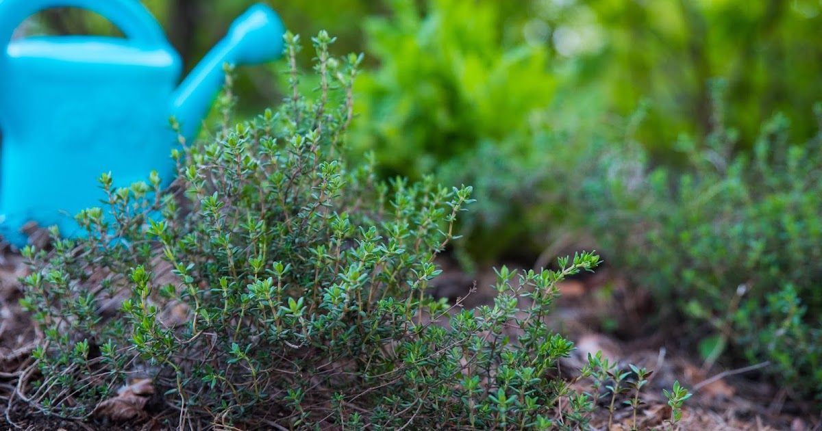 Farbror Grön: Odla egna kryddor - timjan