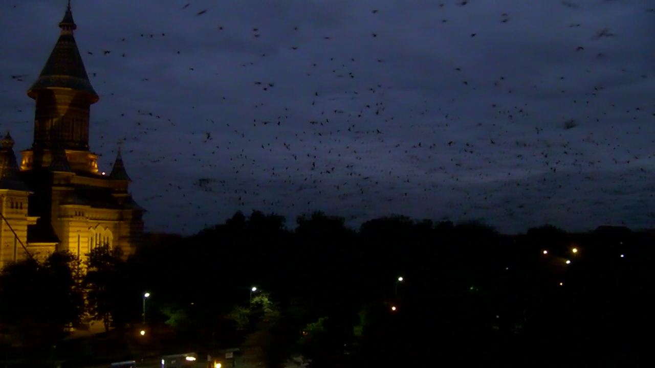 PASARI DIN ROMANIA: Ciorile din Timisoara si soimii calatori