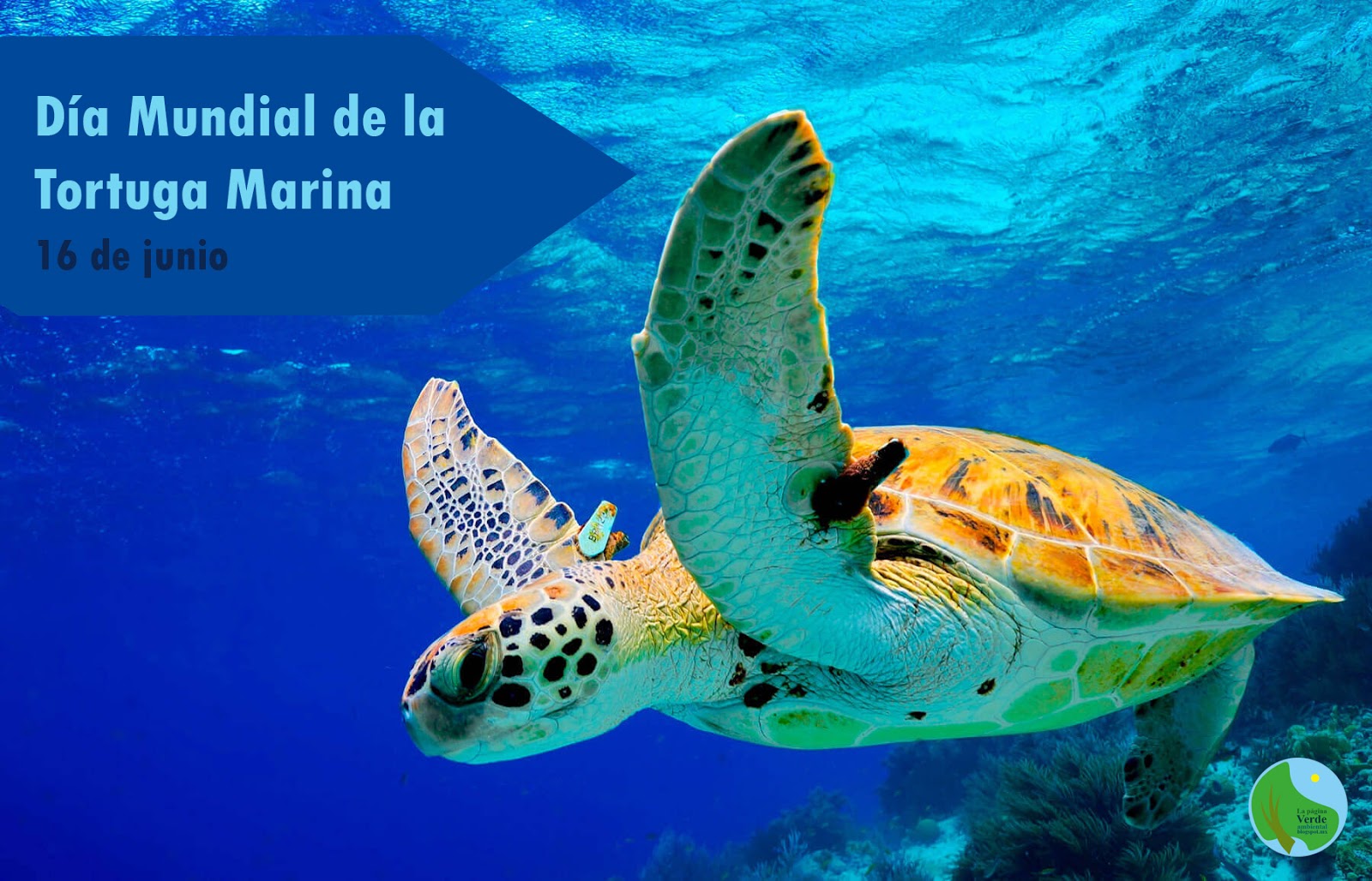 La página verde: Día Mundial de la Tortuga Marina