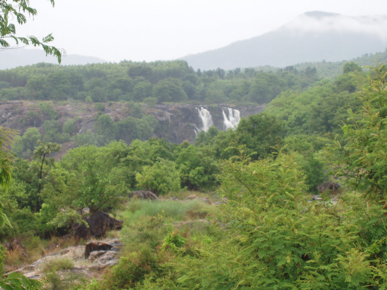 Asha's musings & ramblings: An electrifying affair with nature - Shimsha