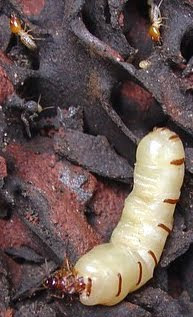 Cupim, Térmite, Salalé ou Muchém (Crytotermes brevis)