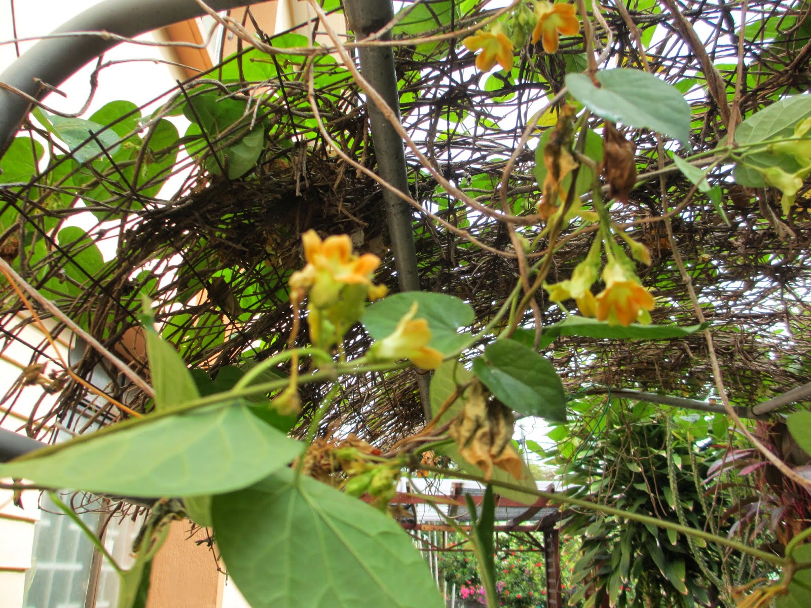 theperanakanconnection: Bunga tongkeng _flowers that perfume the night ...