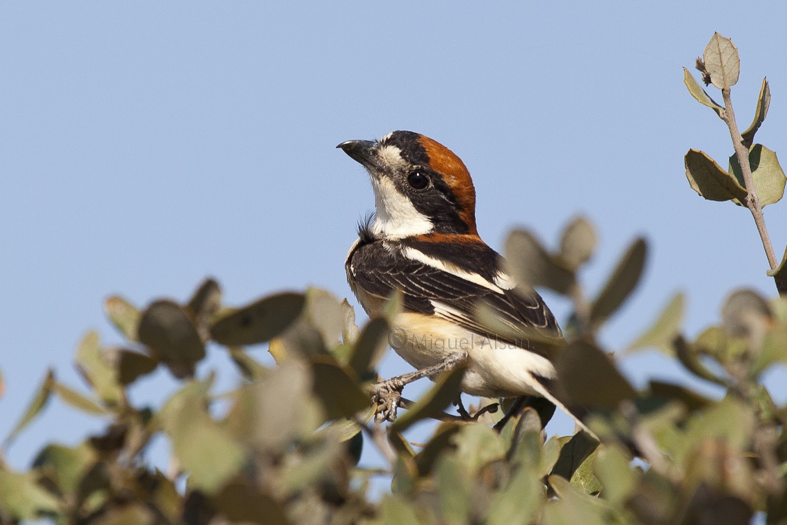 Miguel Alsan: ALCAUDON COMUN.