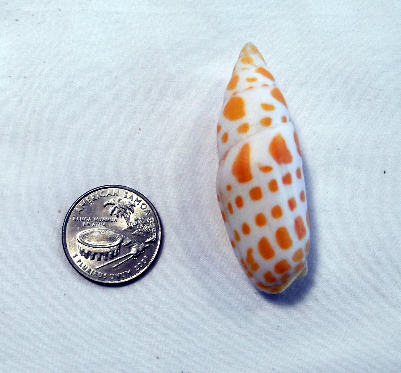 Across The Universe: Shelling in Samoa