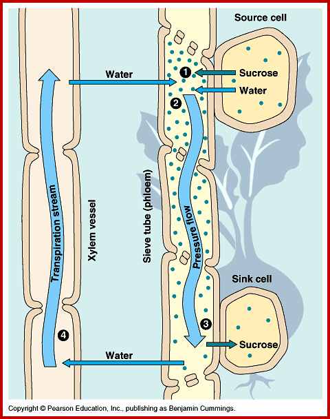 Botany Project: March 2015