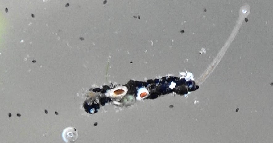 Springfield Plateau: The Case of the Case-carrying Worm