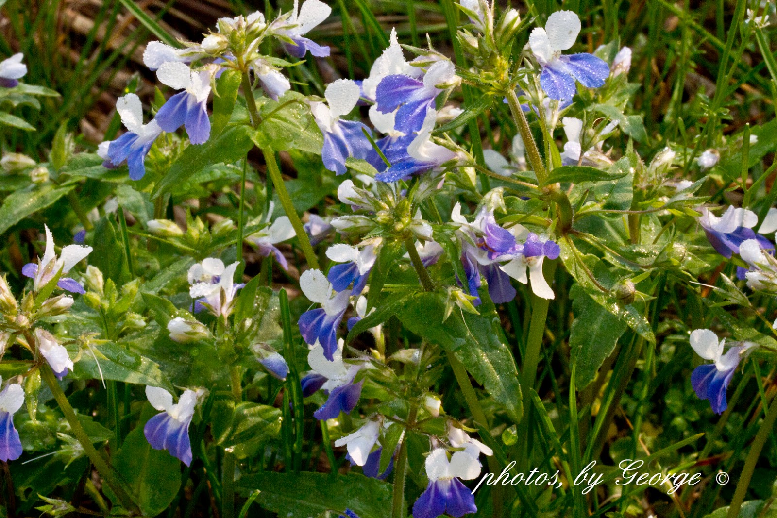 "What's Blooming Now" : Blue-Eyed Mary (Collinsia verna)