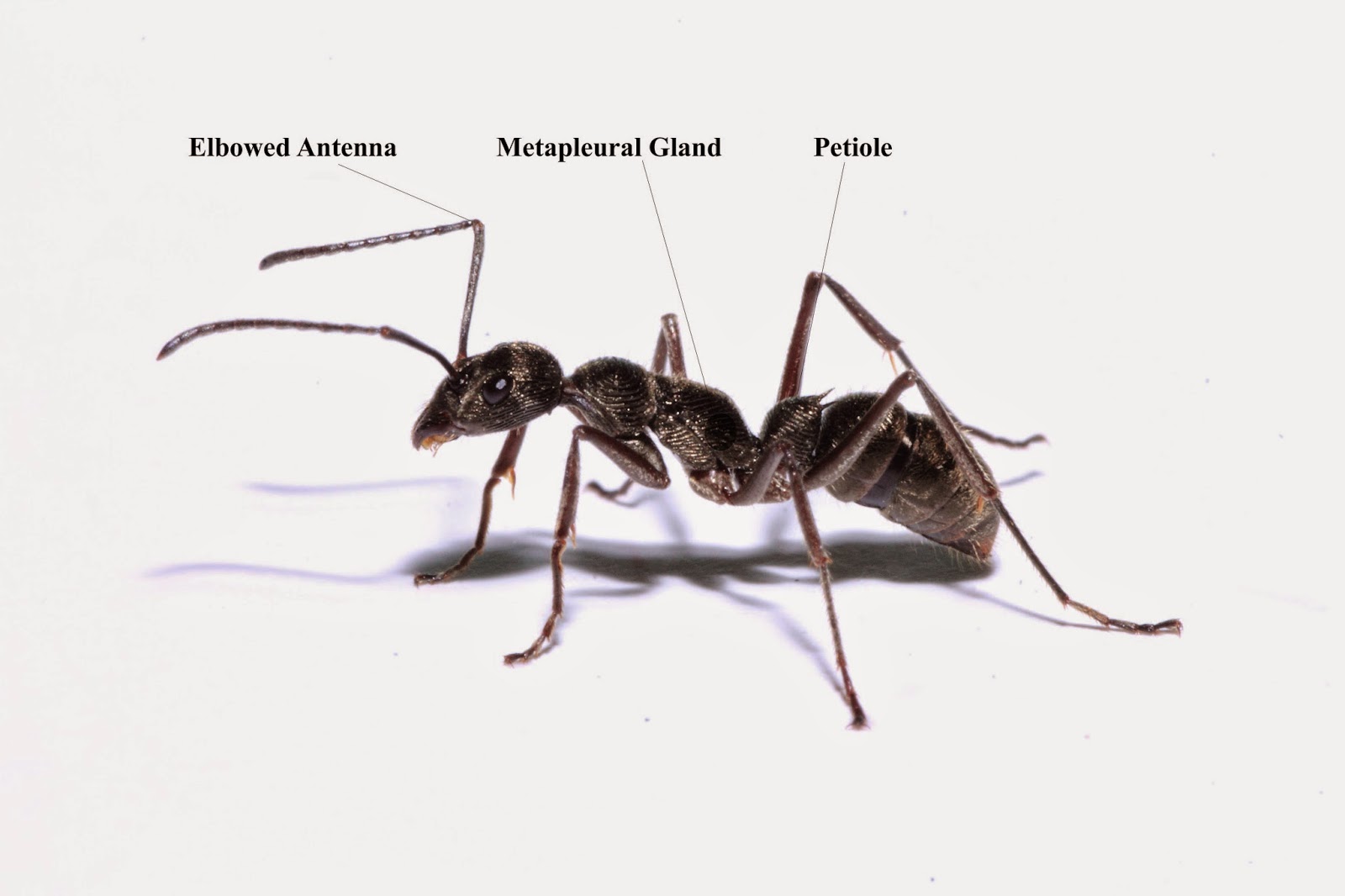 Ant Trail- My Journey with Ants