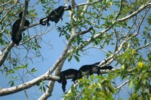 Capeando el temporal