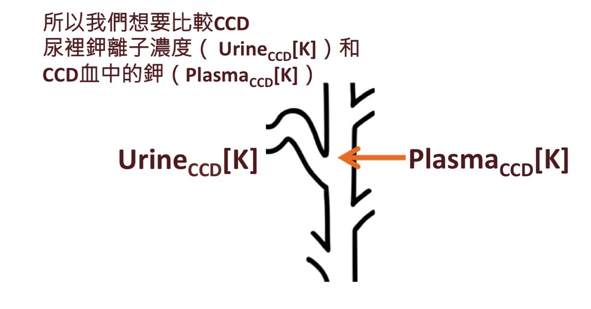 陳鋭溢: 你濫用了TTKG嗎？從鉀離子的排泄說起