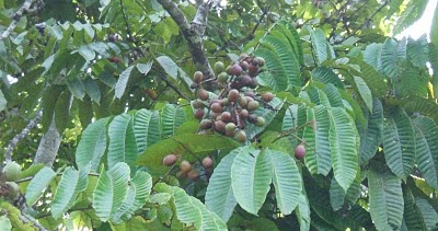 Tumbuhan Matoa Dan Penjelasannya - Manfaat Buah Matoa