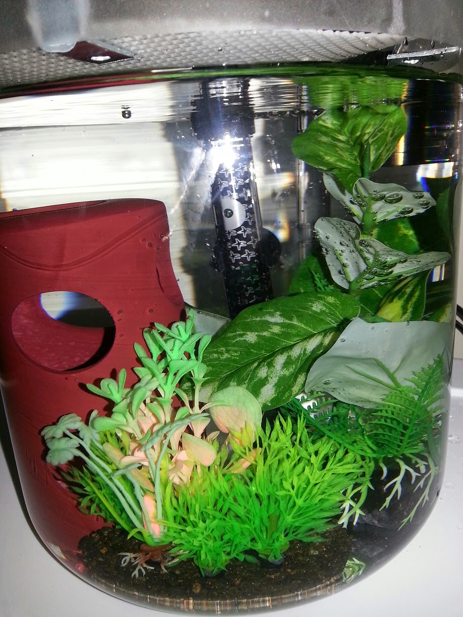 Happy Fish Blog: How to set up a Betta Tank, DIY Tank Cover and an ...