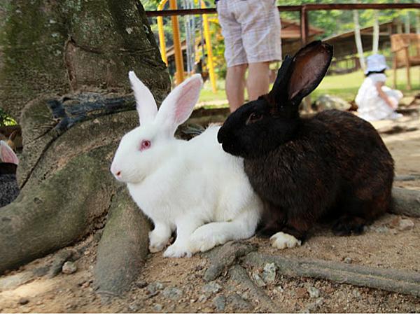 Cultural Heritage Diaries: Bukit Tinggi, Pahang