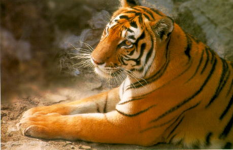 Mundo Animal : tigre (Panthera tigris)