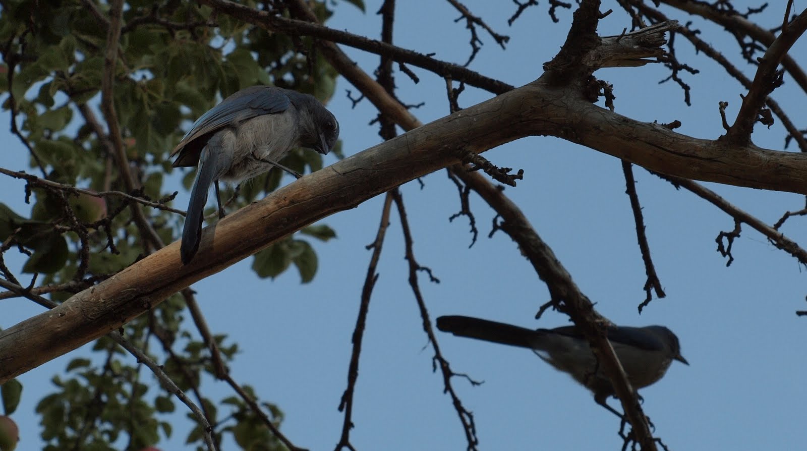 Birding Is Fun!: Backyard Scrubbies and Peanuts