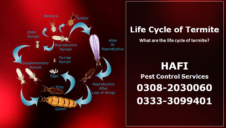 Life Cycle of Termite