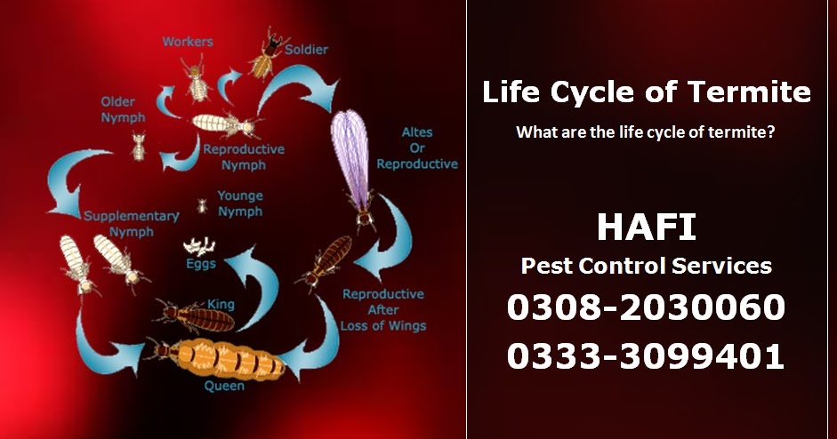 Life Cycle of Termite