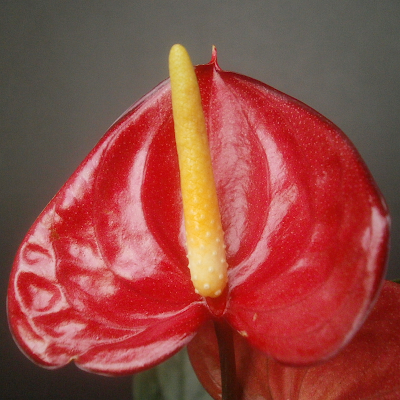 Plants are the Strangest People: Early April Anthurium (and ...