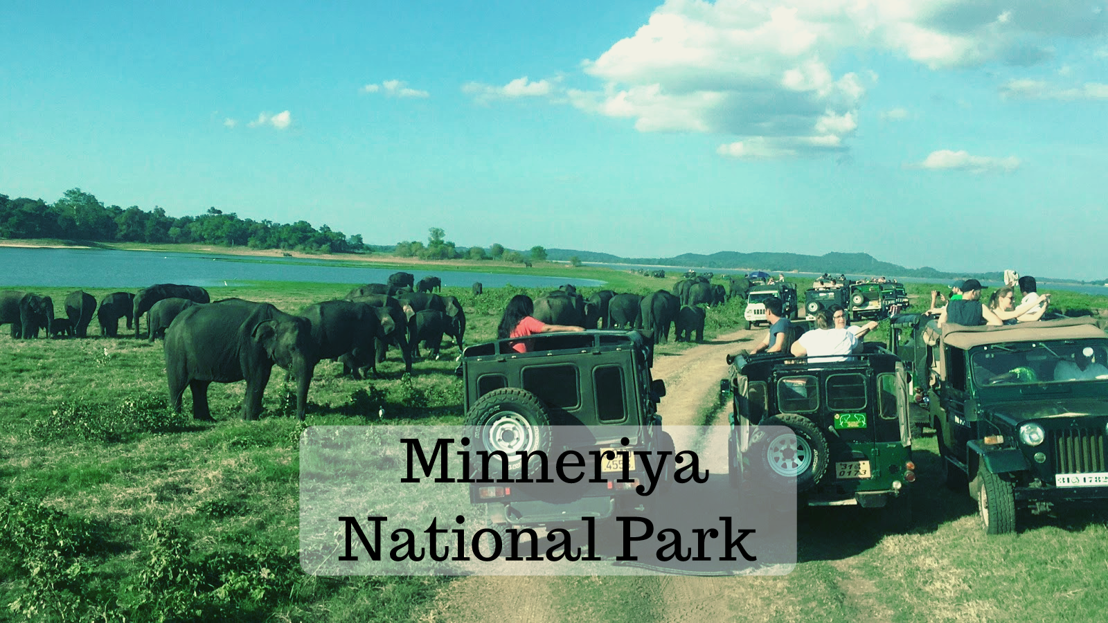 Minneriya National Park (Habarana, Sri Lanka) | Elephant Safari - Sri ...