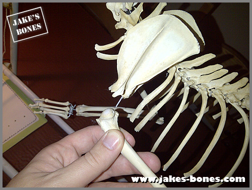 How to rearticulate a fox skeleton: part two : Jake's Bones