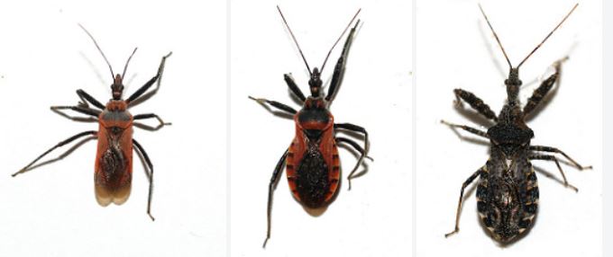 Arizona: Beetles, Bugs, Birds and more: Kissing Bug or not?
