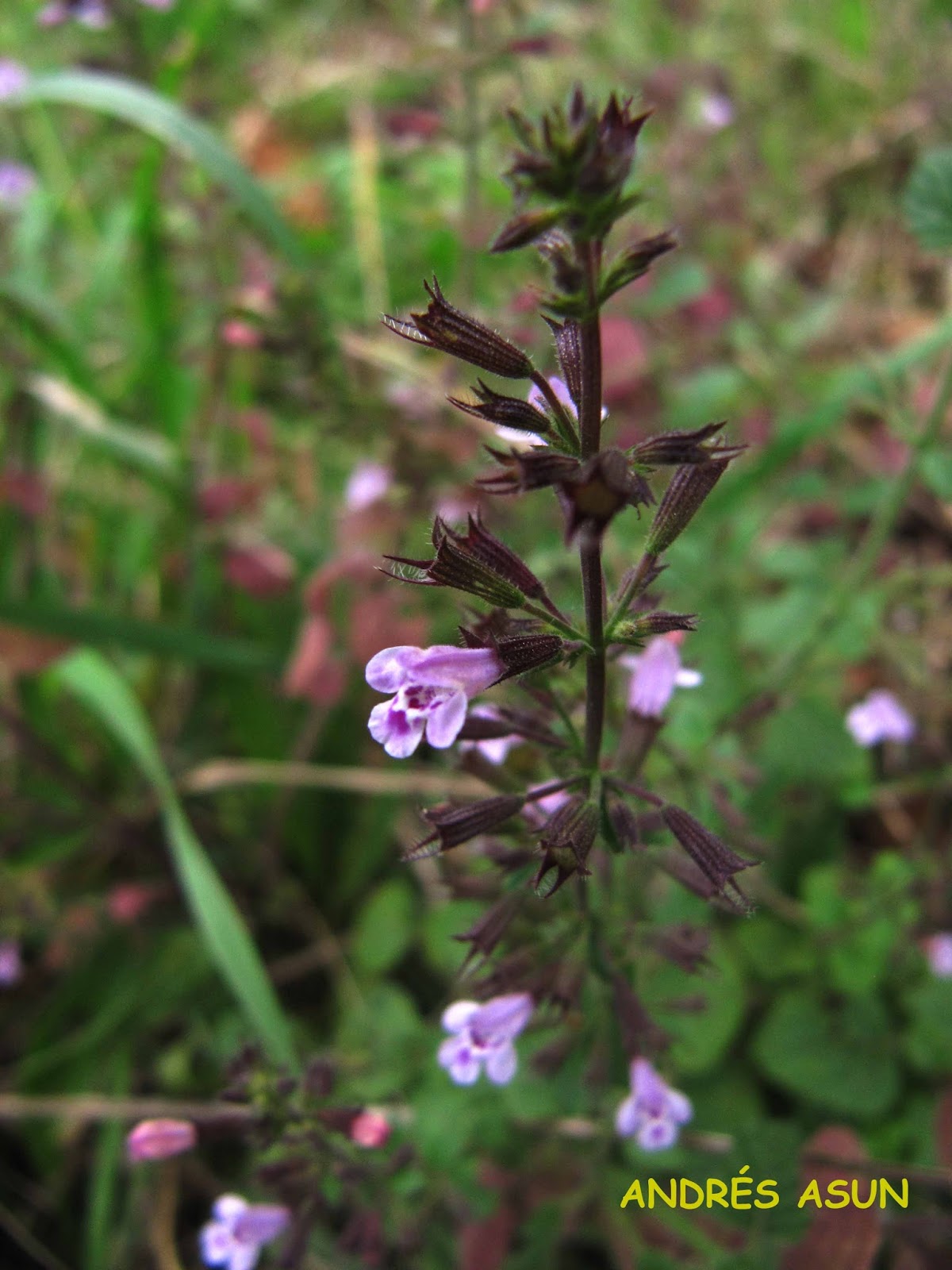 Flores silvestres de la Cordillera Cantábrica: LABIADAS - Labiatae