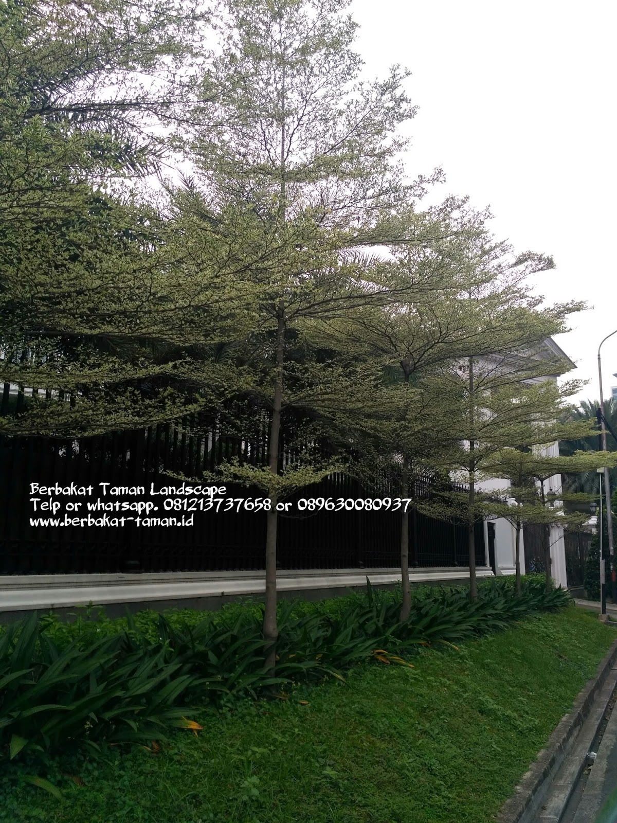 Jual Pohon Ketapang Kencana Varigata Murah | Pohon Ketapang Berdaun ...