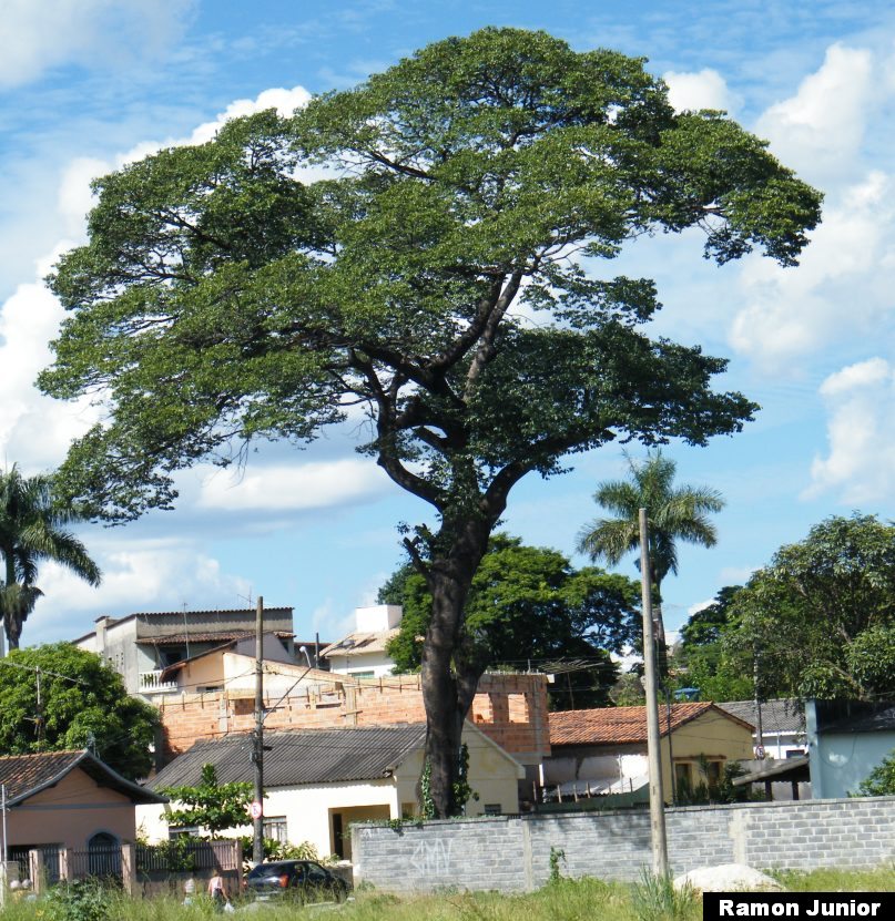 CARPOTECA E ESPERMOTECA: JATOBÁ