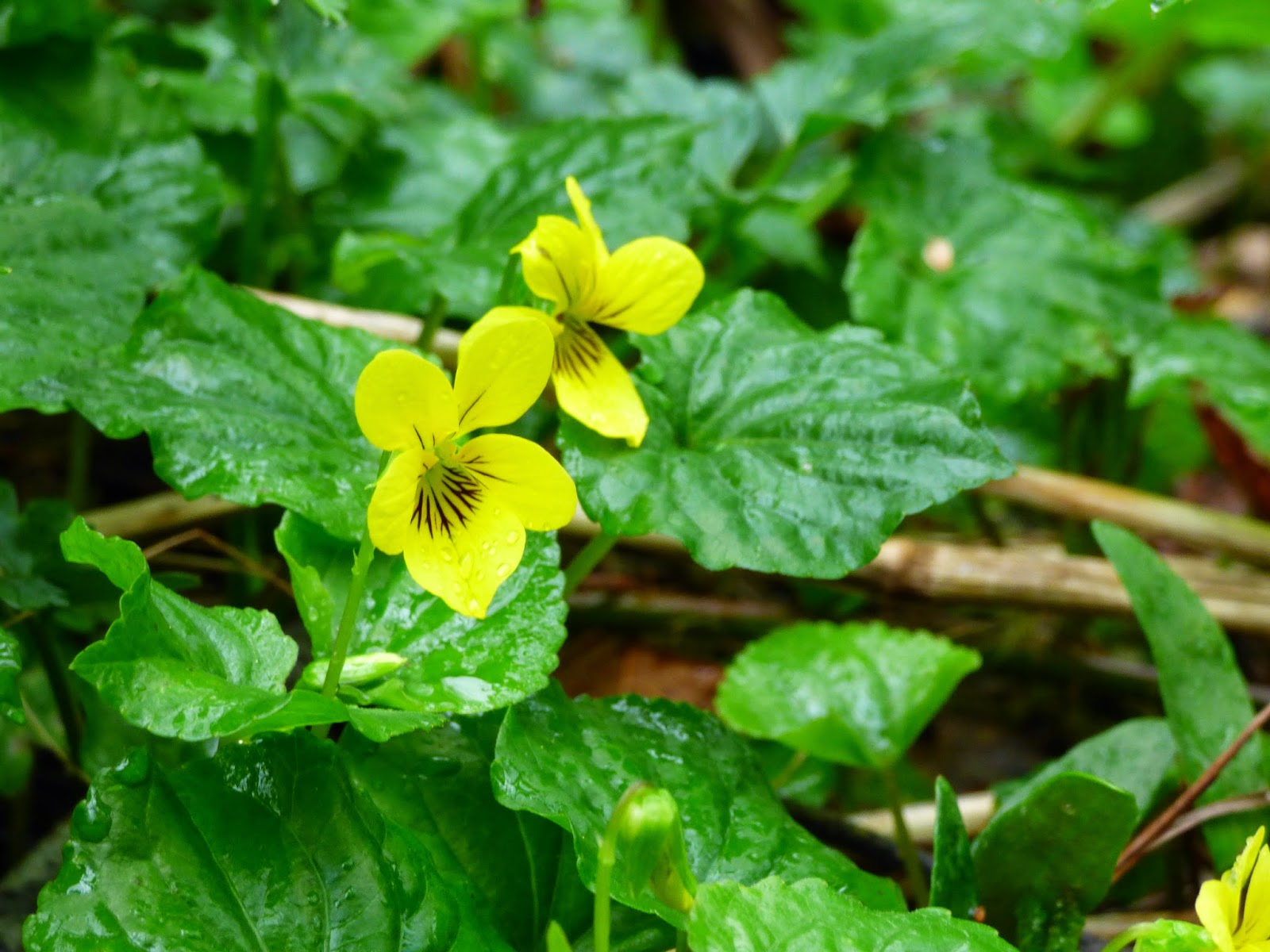 Wildflowers: Spring Woodland Wildflowers
