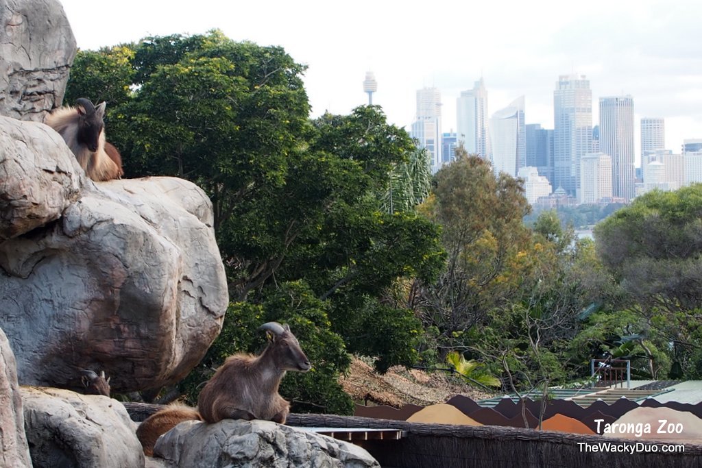 Go Wild @ Taronga Zoo Sydney - TheWackyDuo.com - Singapore Lifestyle Portal