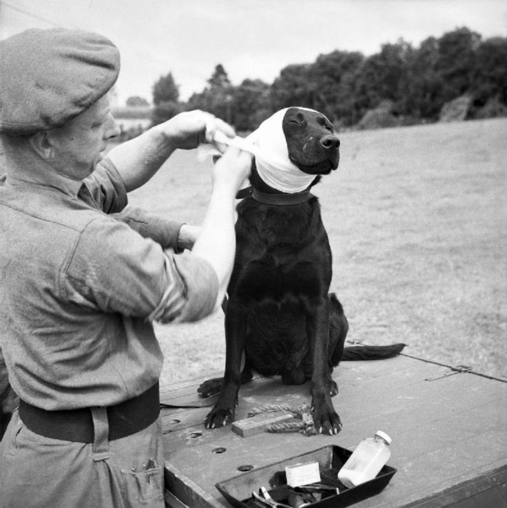 World War II in Pictures: Dogs of World War II