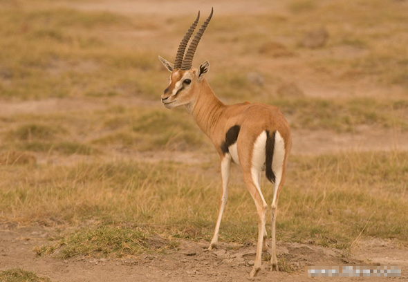 AUTENS DIRECT: Thomson’s gazelle