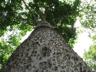 trabajo de evolucion: El jabillo