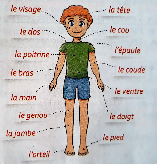 Le français utile: Le corps humain (vocabulaire)