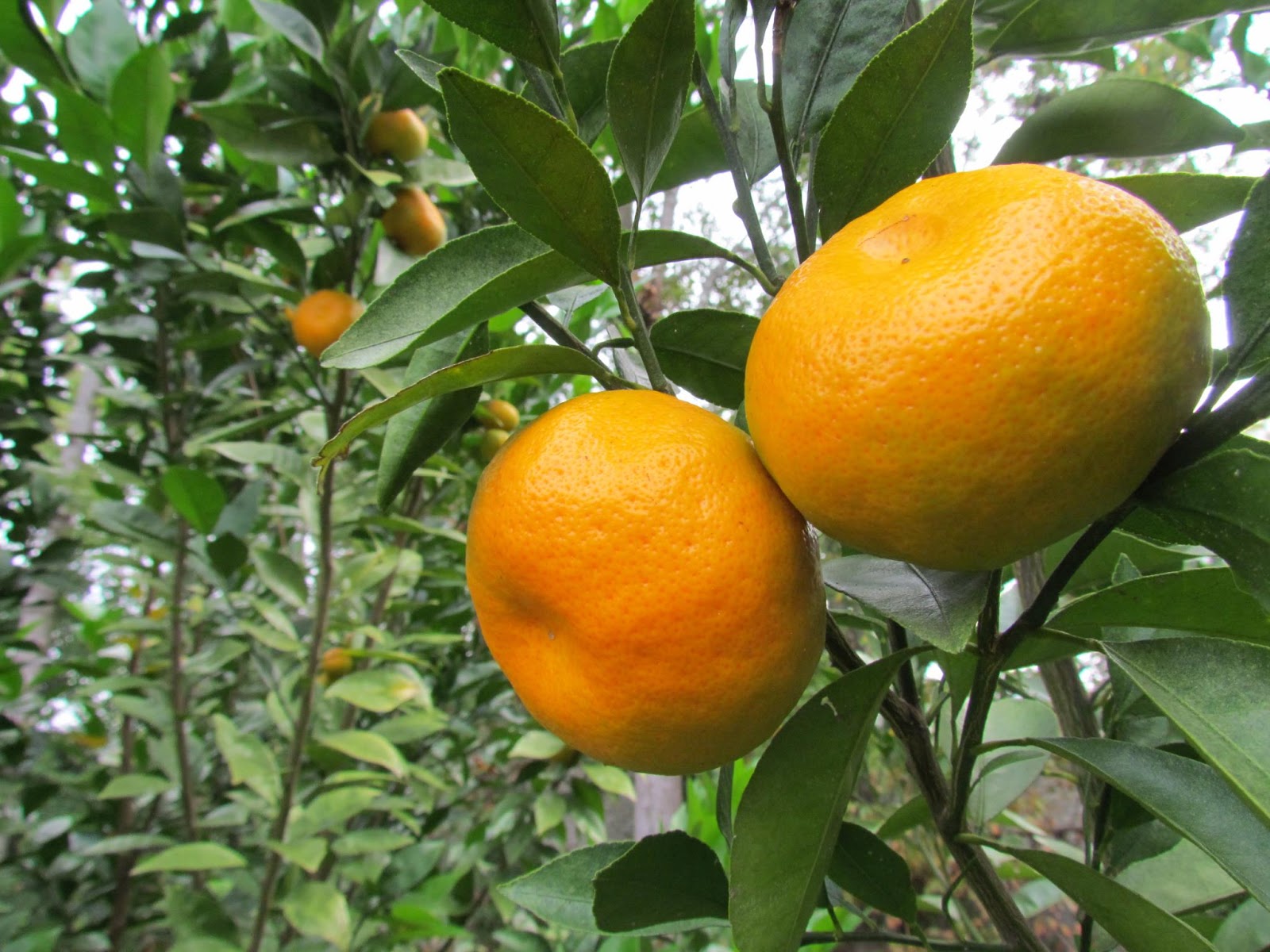 Tim's Backyard: Backyard Citrus Harvest