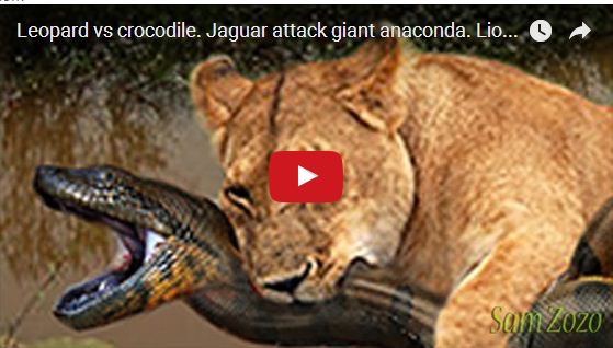 Leopard vs crocodile - EVERY DAY NEWS (US1)