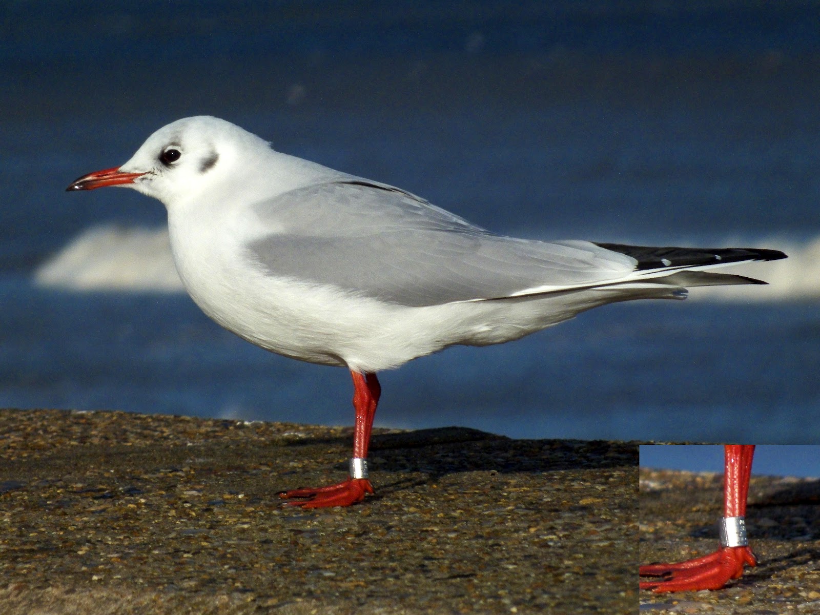 Happisburgh Parish Bird List